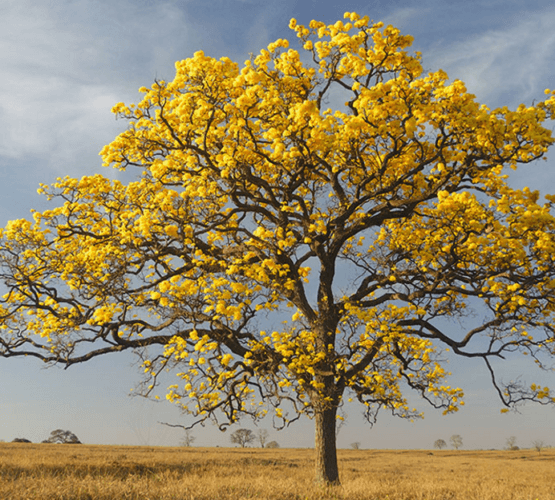 Mistura – Infinite by Rayanegra Collection | Watches Wooden